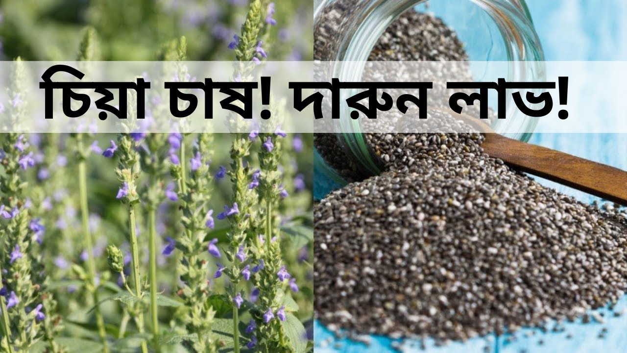 চিয়া চাষ ! দারুন লাভ ! | चिया की खेती | Chia Cultivation | Chia Seeds ...