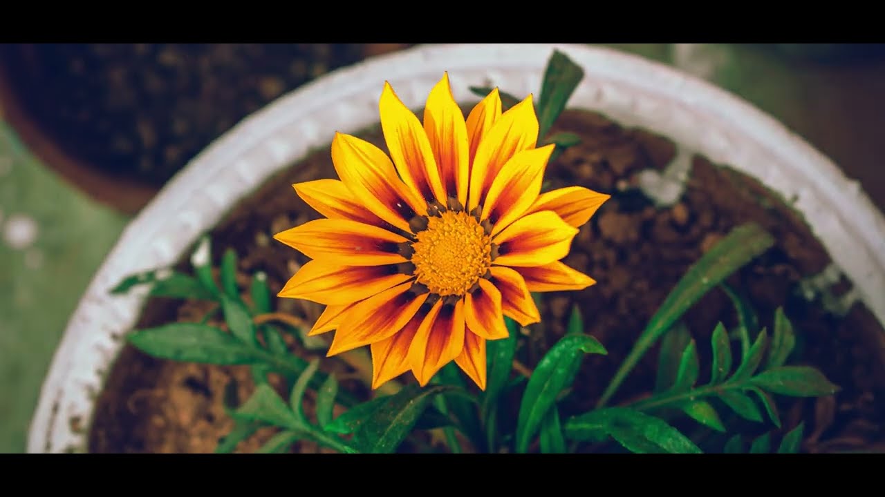 True Nature | Beautiful Nature | Blossom | Bloom | Flower | Pot | 4K ...