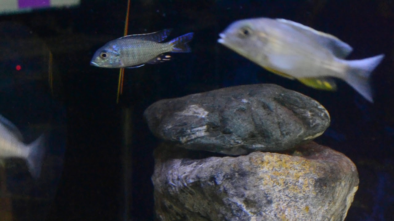 lethrinops furcifer (green face) - YouTube