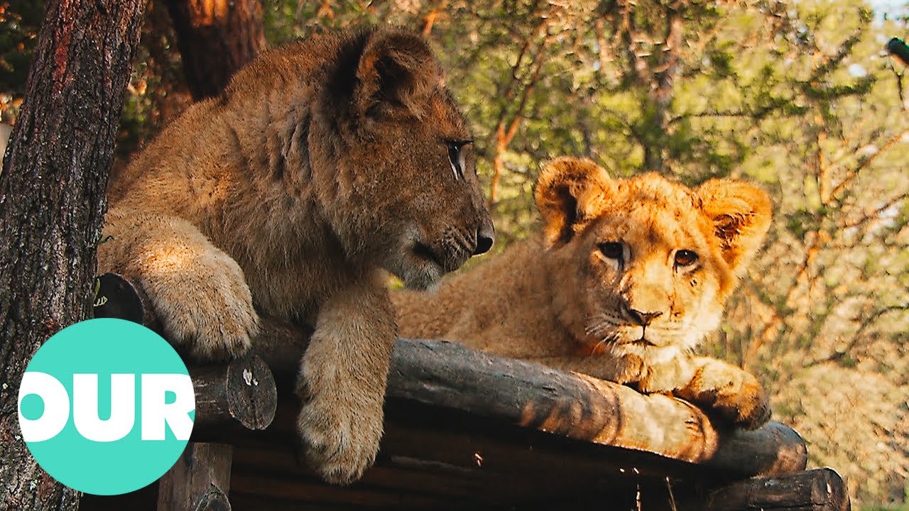 Two Cubs Prepare To Go And Live In The Wild | Lion Country Ep1 | Our ...