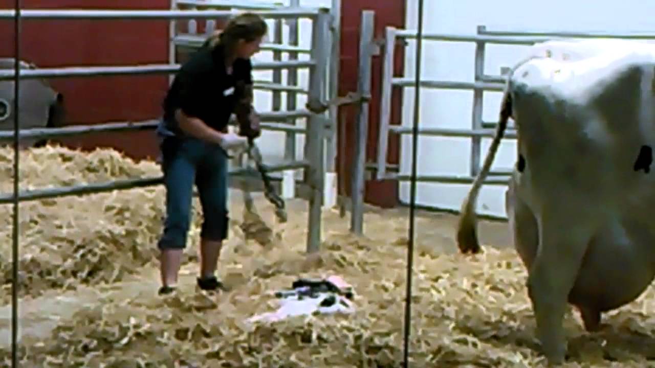 Cow giving birth.. - YouTube