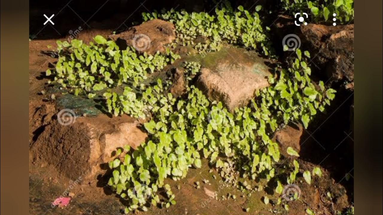 Como as plantas se adaptam a diferentes ambientes? - YouTube