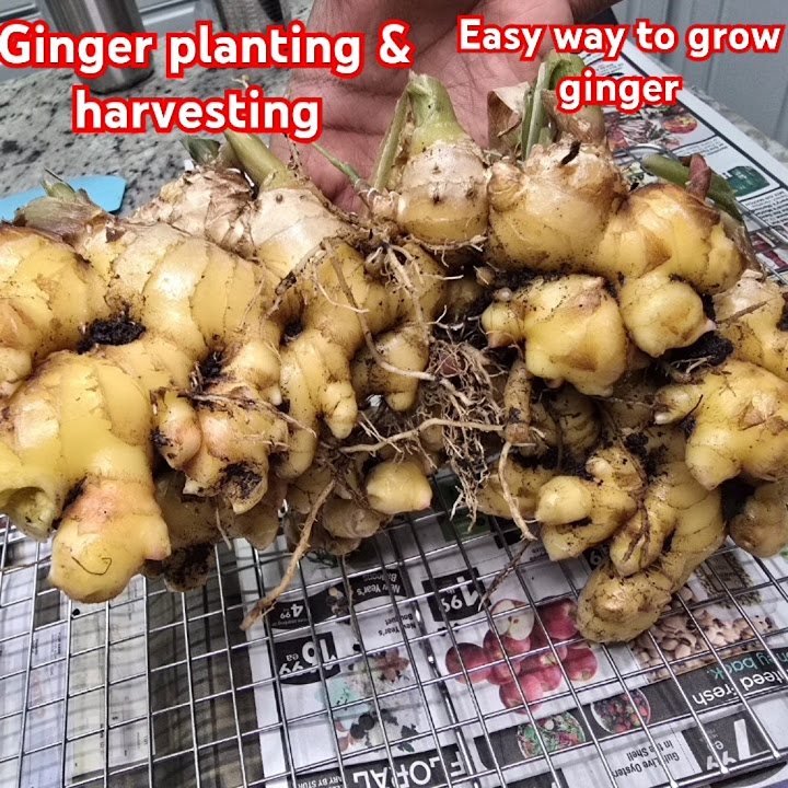 How to grow ginger/ Easy way ginger growing & harvesting/ Grow Your OWN ...