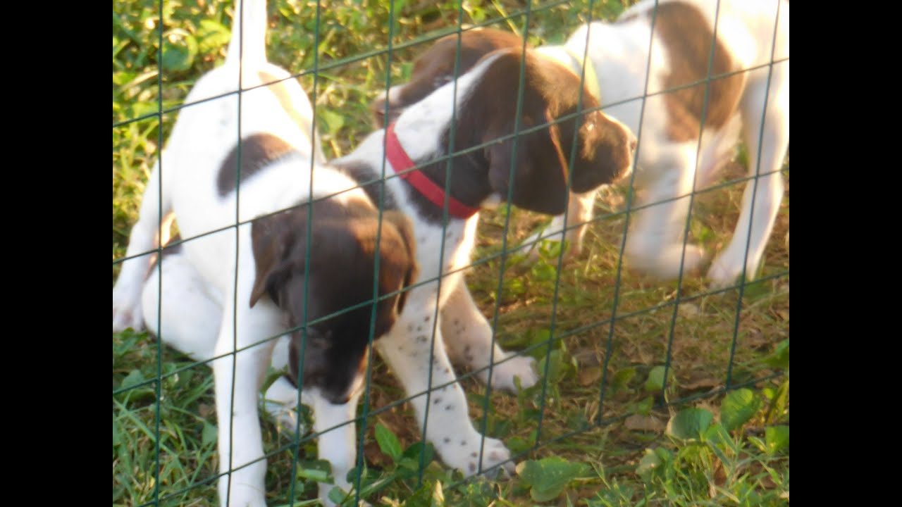Close ups of some of our new GSP AKC, Champion Bloodlines Puppies ...