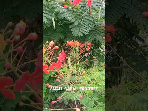SMALL CABALLERO TREE ALONG THE ROAD #shorts - YouTube