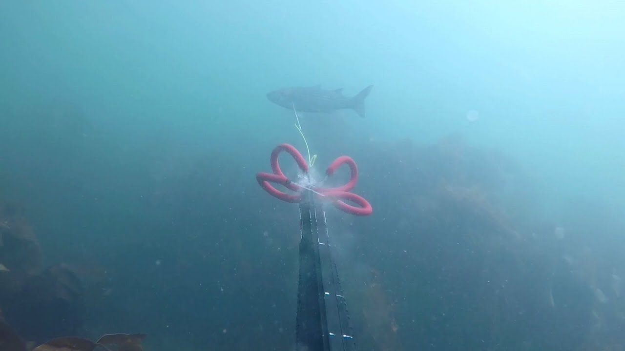 A quick mullet hunt in Cornwall: September 2022 - YouTube