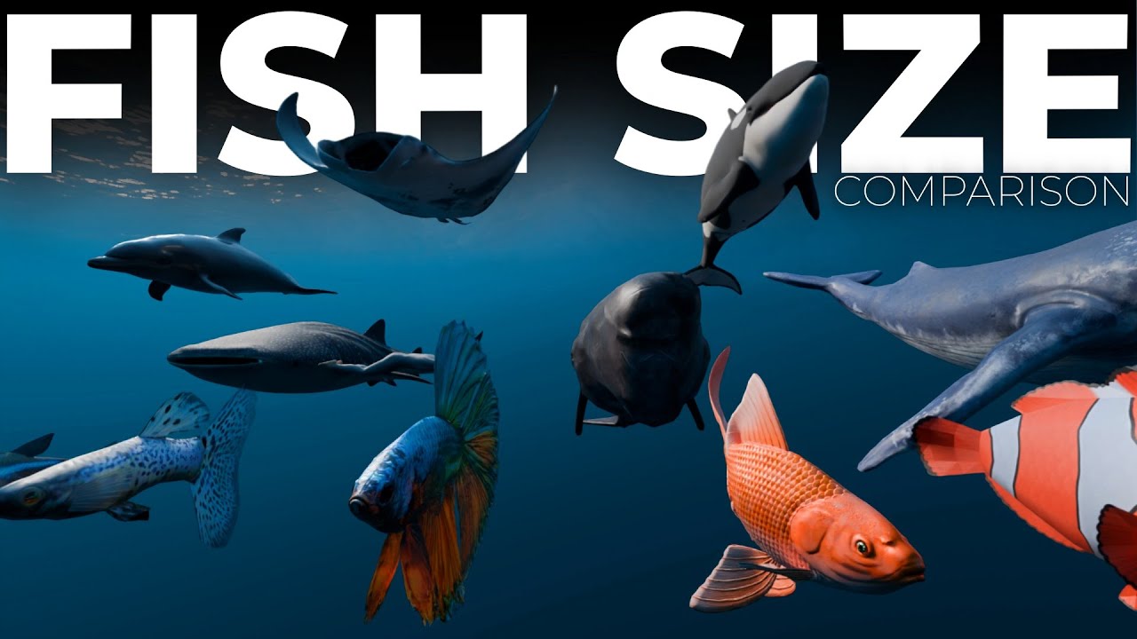 FISH Size Comparison 3D | 3D Size Comparison | 3D Real Scale | 3D ...