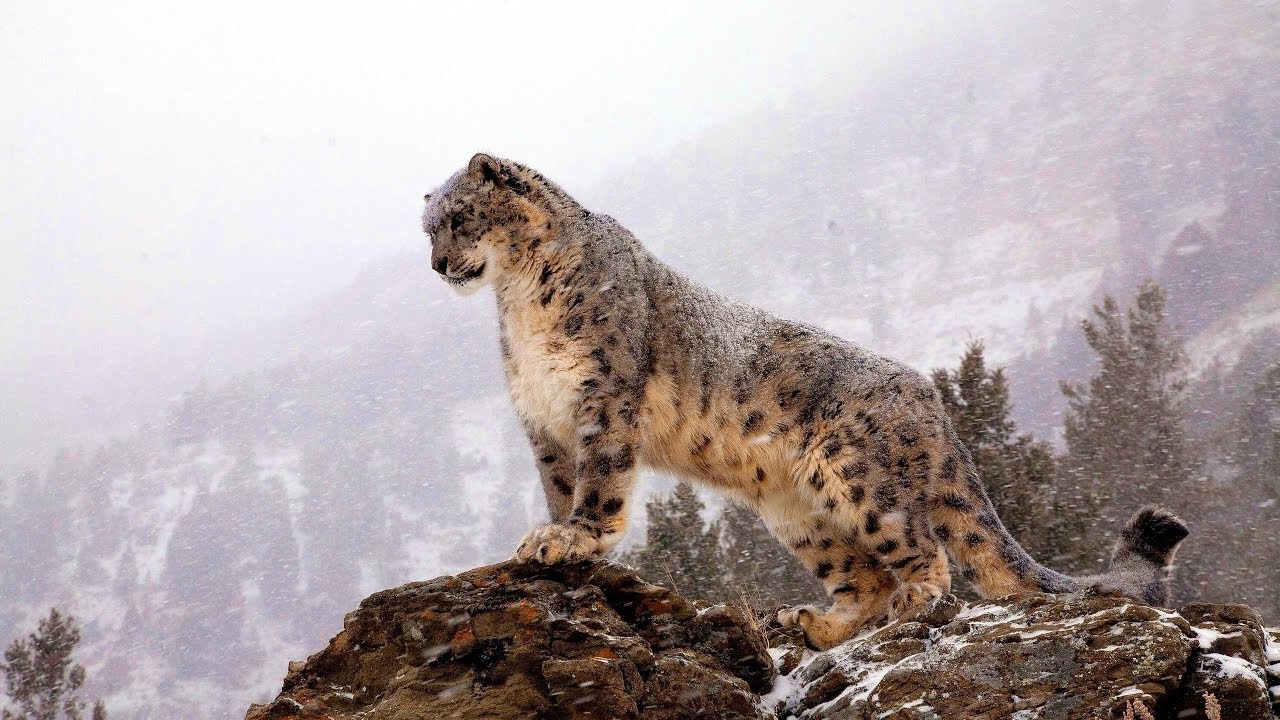 Best Attacks Of Wild Animals 2017 - The Snow Leopard - Wildlife Animals ...