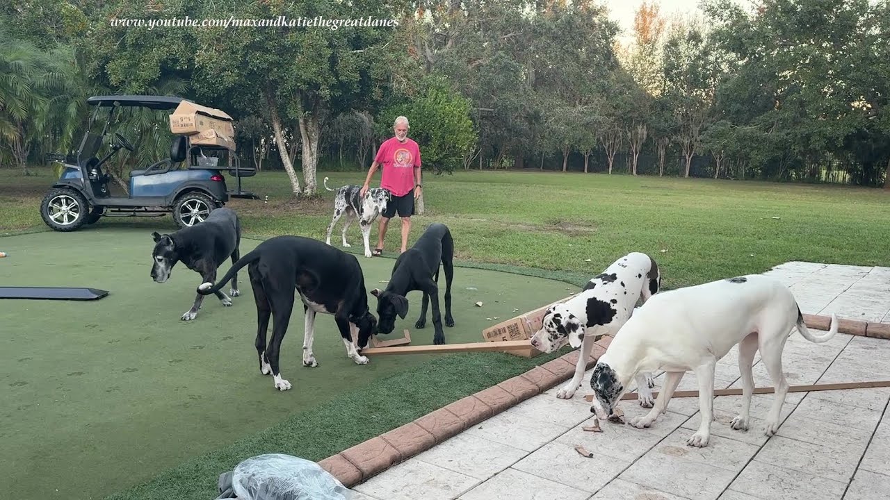 Funny Helpful Working Dog Great Dane 6 Pack Loves Recycling - YouTube