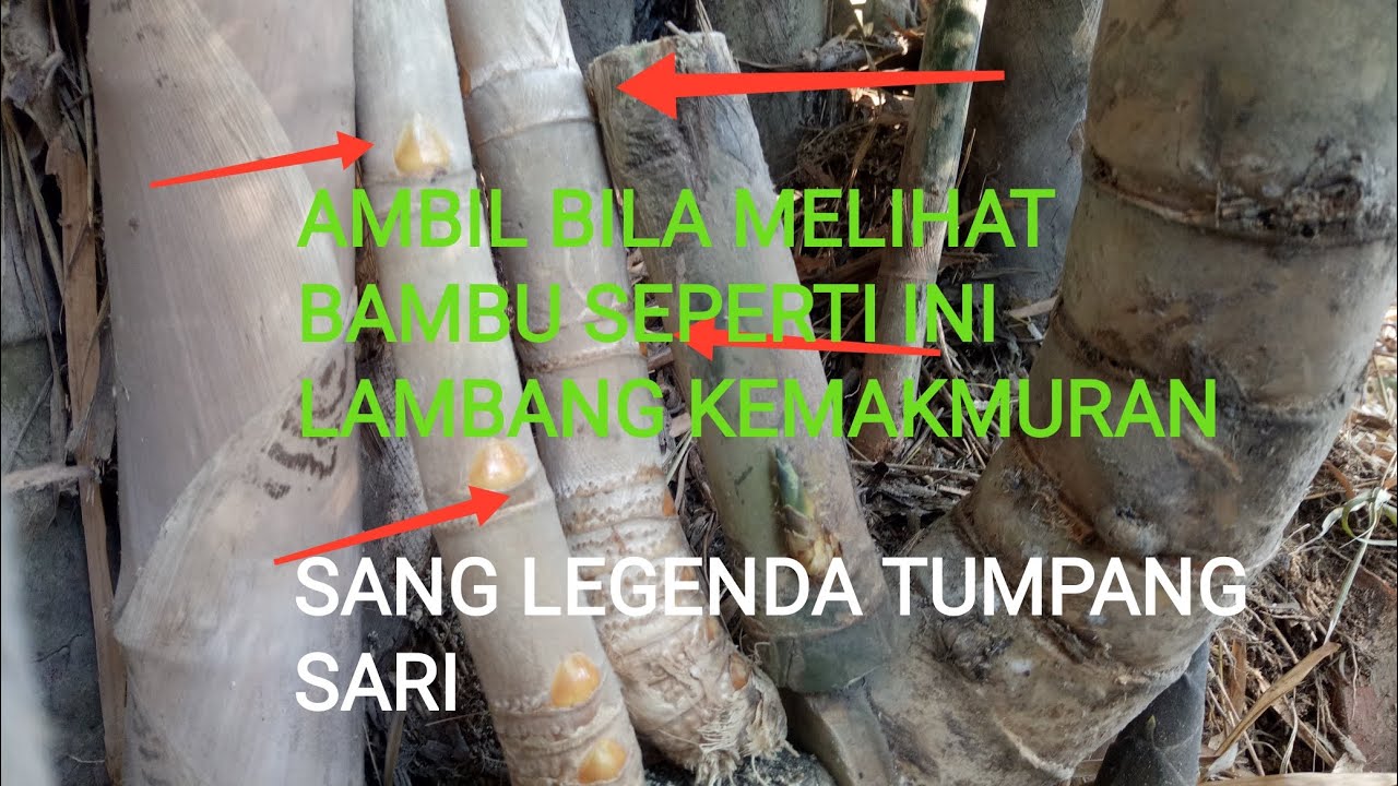 CEPAT AMBIL APABILA MELIHAT BAMBU TUMPANGSARI (LAMBANG KEMAKMURAN ...