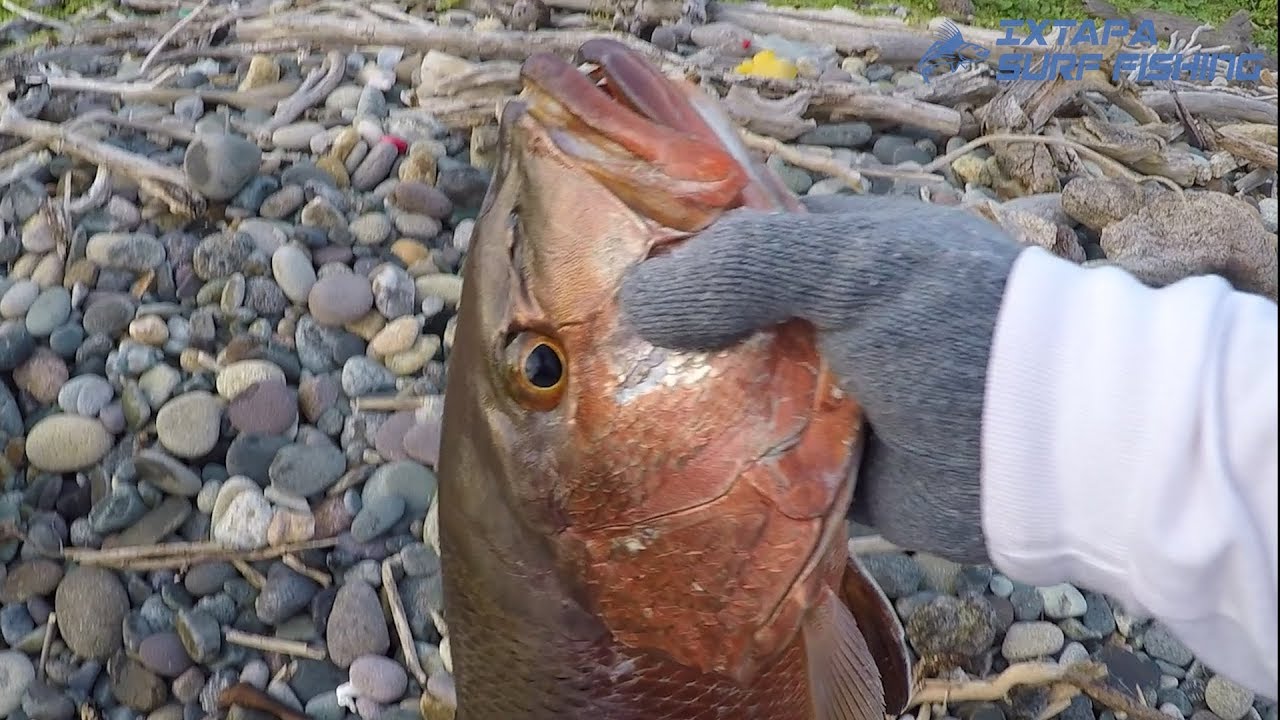 Pesca de Pargo . Cazando un Pargo - YouTube