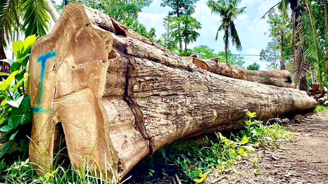 Teknik penggergajian kayu jati yang menakjubkan! Proses membuat balok ...