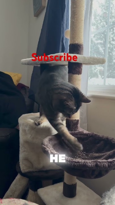 Juicy eats catnip for the first time.#cats #shorts - YouTube