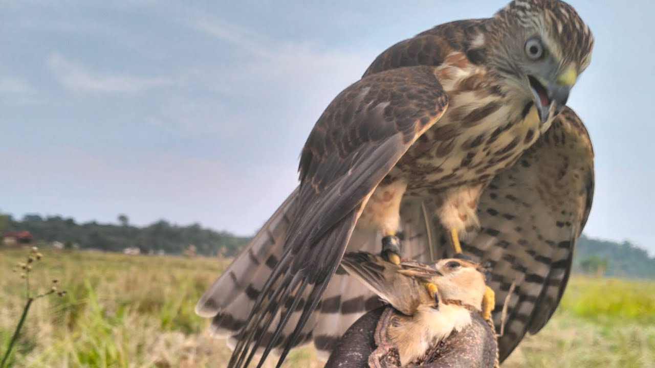 JOY (SHIKRA HAWK)HUNTING BURUNG TIKUSAN SAWAH) - YouTube