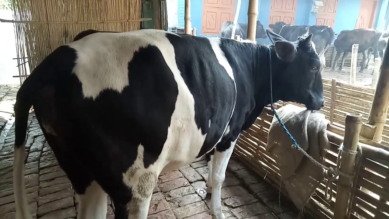 Cow For Sale | Fijiun First time Pregnant for Sale!! - YouTube