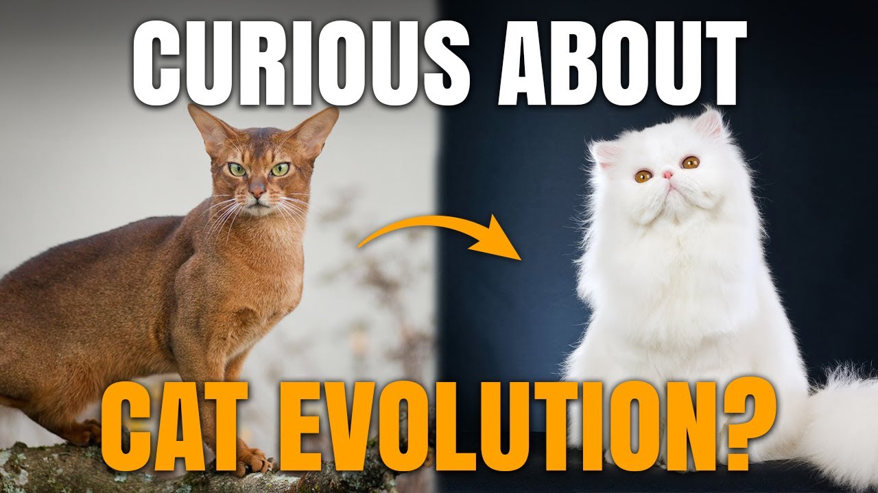 The Amazing Journey Of Cat Evolution! | From Hunters To Pets? - YouTube
