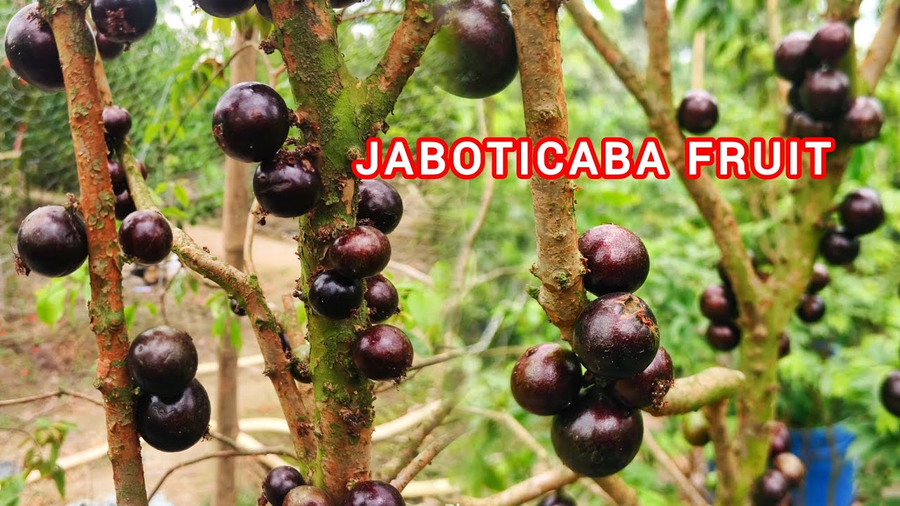 Jaboticaba fruit, Red hybrid jaboticaba,Scarlet jaboticaba,Sabara ...