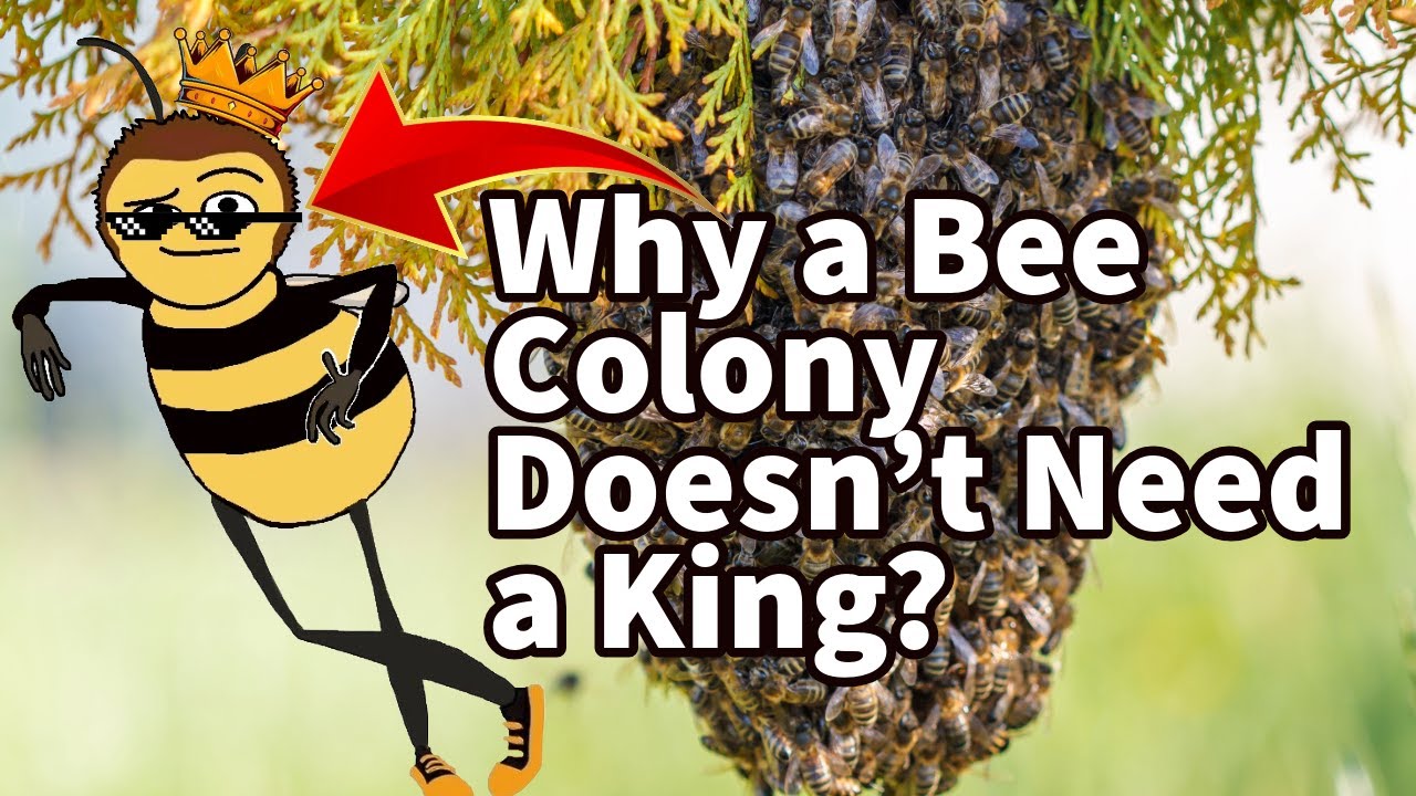 Why isn't there a king bee? - YouTube