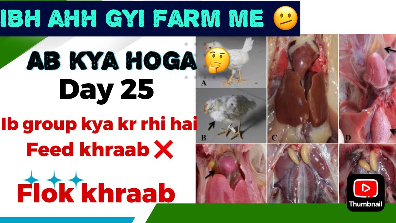 IBH IN POULTRY||IBH AH GYI BROILERS ME||IBH IN POULTRY TREATMENT||EC ...