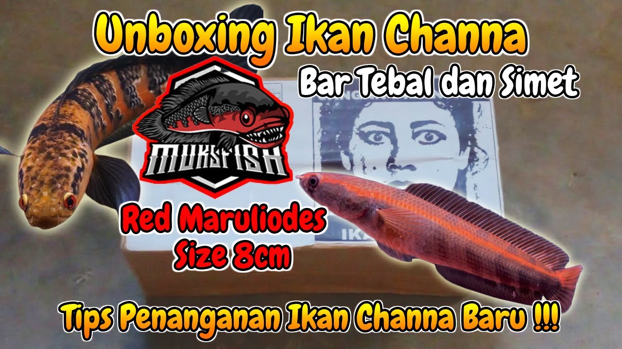 UNBOXING IKAN CHANNA RED MARULIODES DARI @muksfish9246 BAR TEBAL SIMET ...