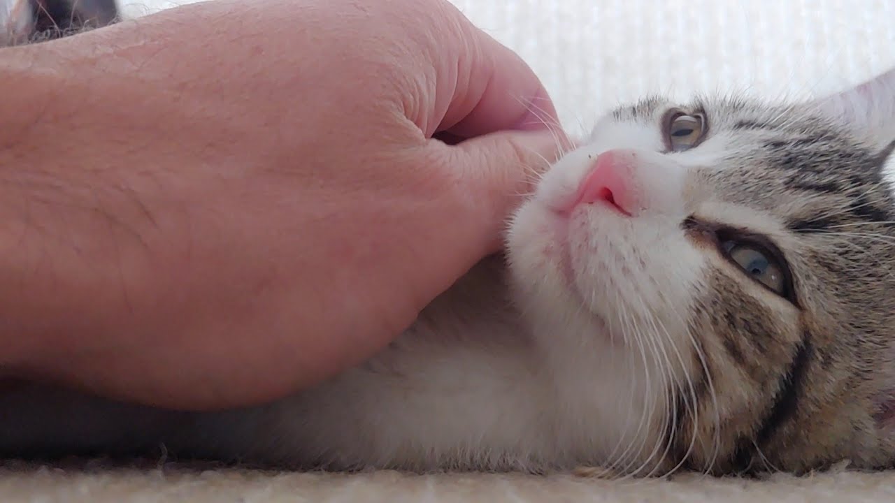 Super relaxed, beautiful kittens getting some gentle pets on the couch ...
