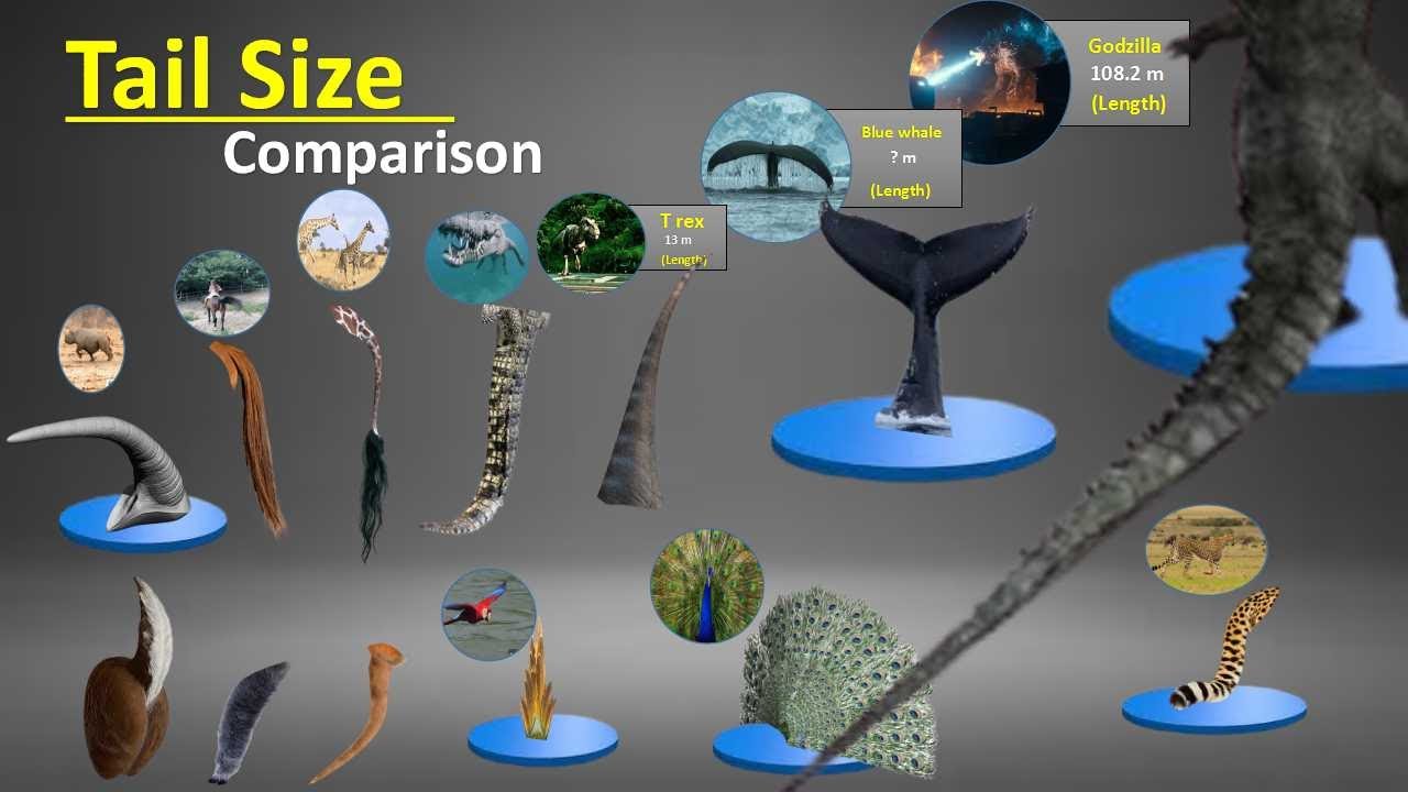 Tail Size Comparison Animal Tail Size Monster Size YouTube