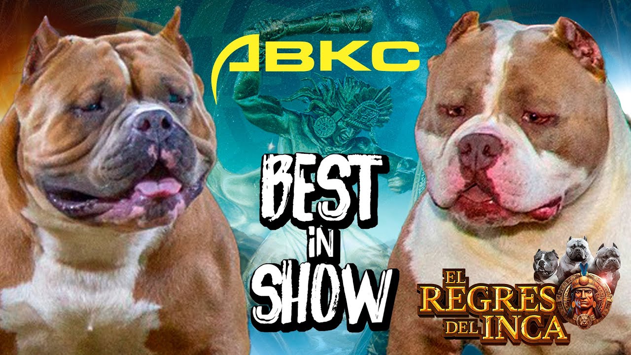 ULTIMO ABKC 2023 - PERU. Conoce los mejores American Bully - YouTube