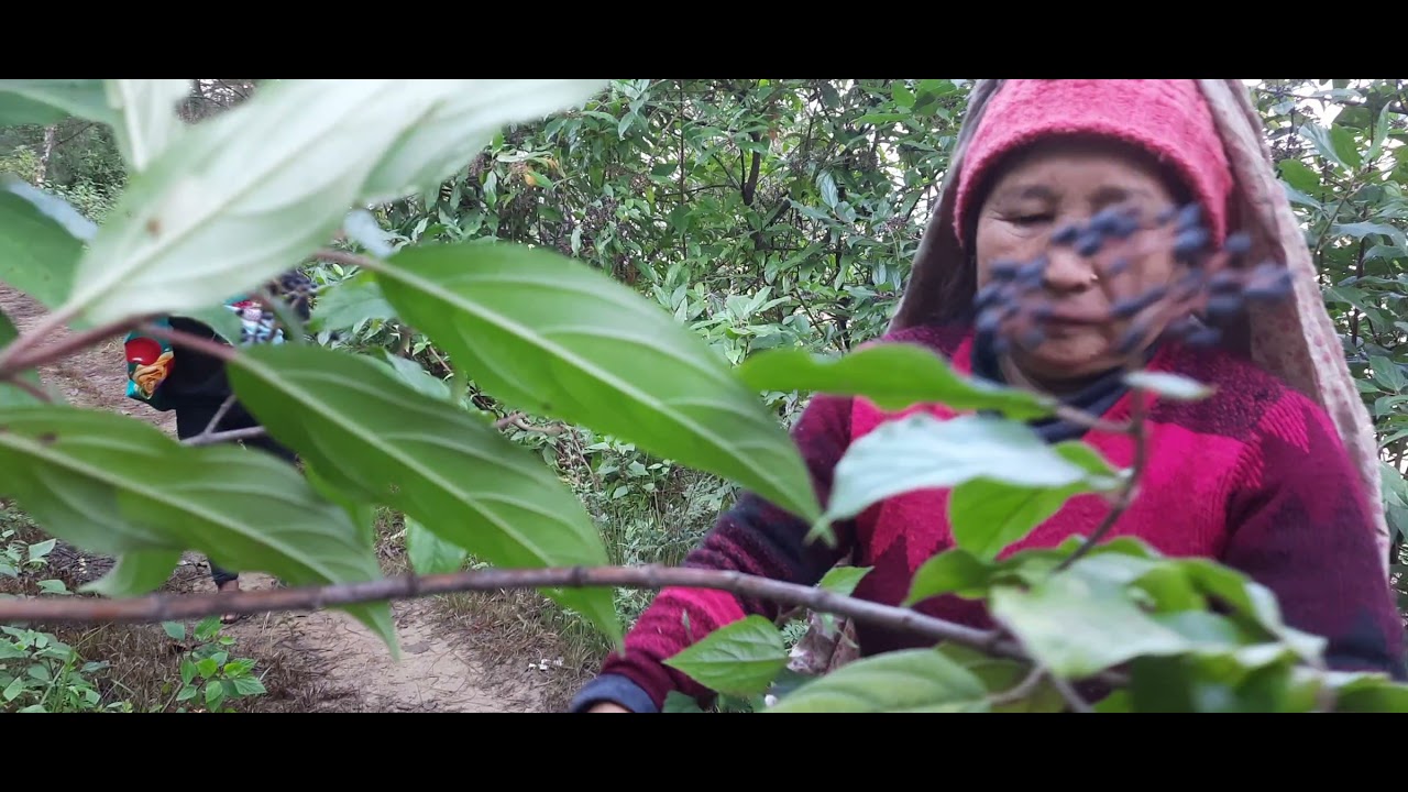 Family in the jungle | Natural village life || Rural Nepal |life with ...