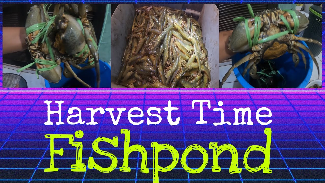 Harvest Time "Greasyback Shrimp(Suahe) and Mud Crab" ( ep.16 ) - YouTube