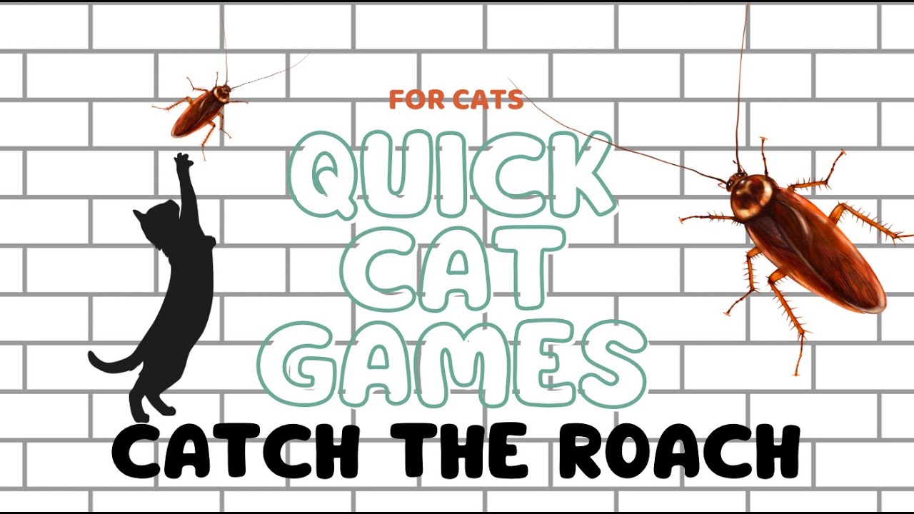 Cat Game-Cockroach (Cat Entertainment) Cat TV - YouTube