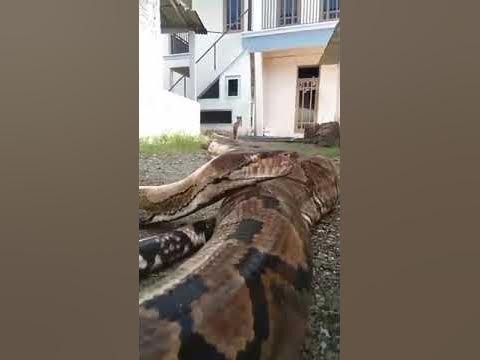 Cobras Pitons Gigantes #piton #anaconda #cobragigante - YouTube