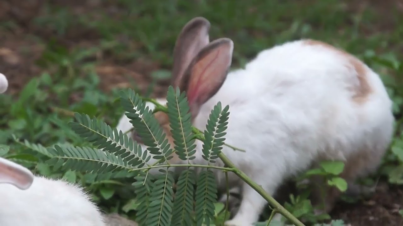 Rabbits Eating Green Plants - YouTube