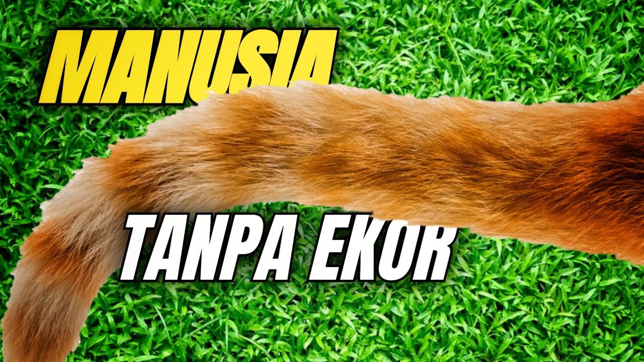 MANUSIA SEHARUSNYA PUNYA EKOR - YouTube