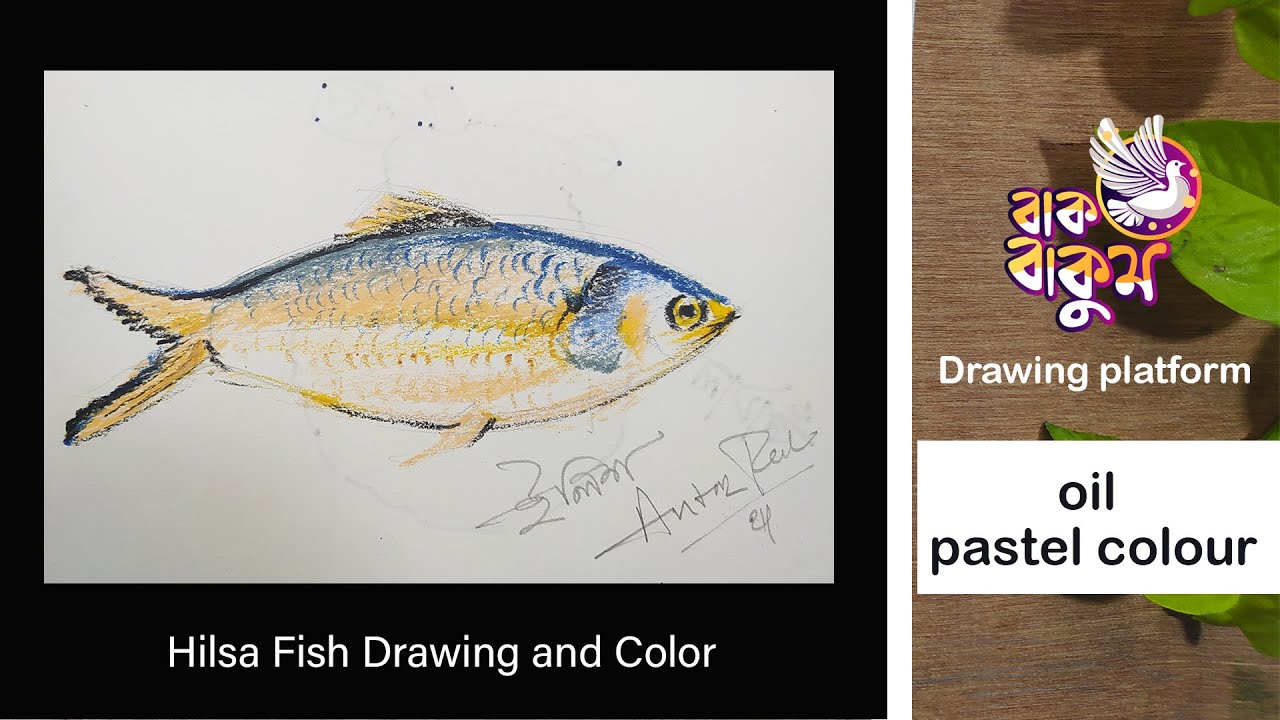 How to draw Hilsha Fish ,ইলিশ মাছ অংকন, - YouTube