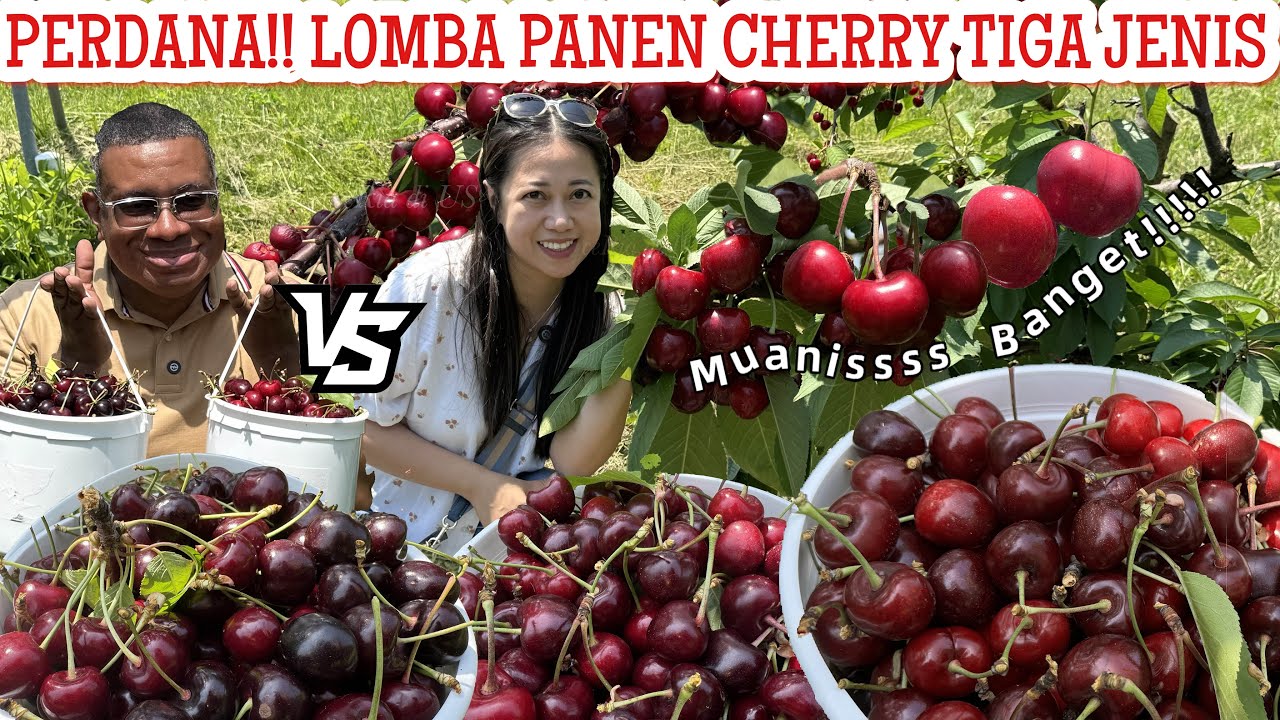 PERDANA PANEN CHERRY MANIS JUMBO TIGA JENIS| SIAPA PEMENANGNYA GUYS? 😂😂 ...
