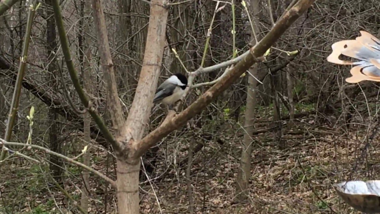 Vocal Black Capped Chickadee Female Begging Like A Fledgling - YouTube
