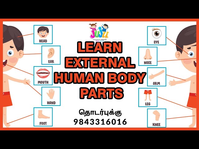 External Human Body Parts For Kids My Body Parts Chart Early