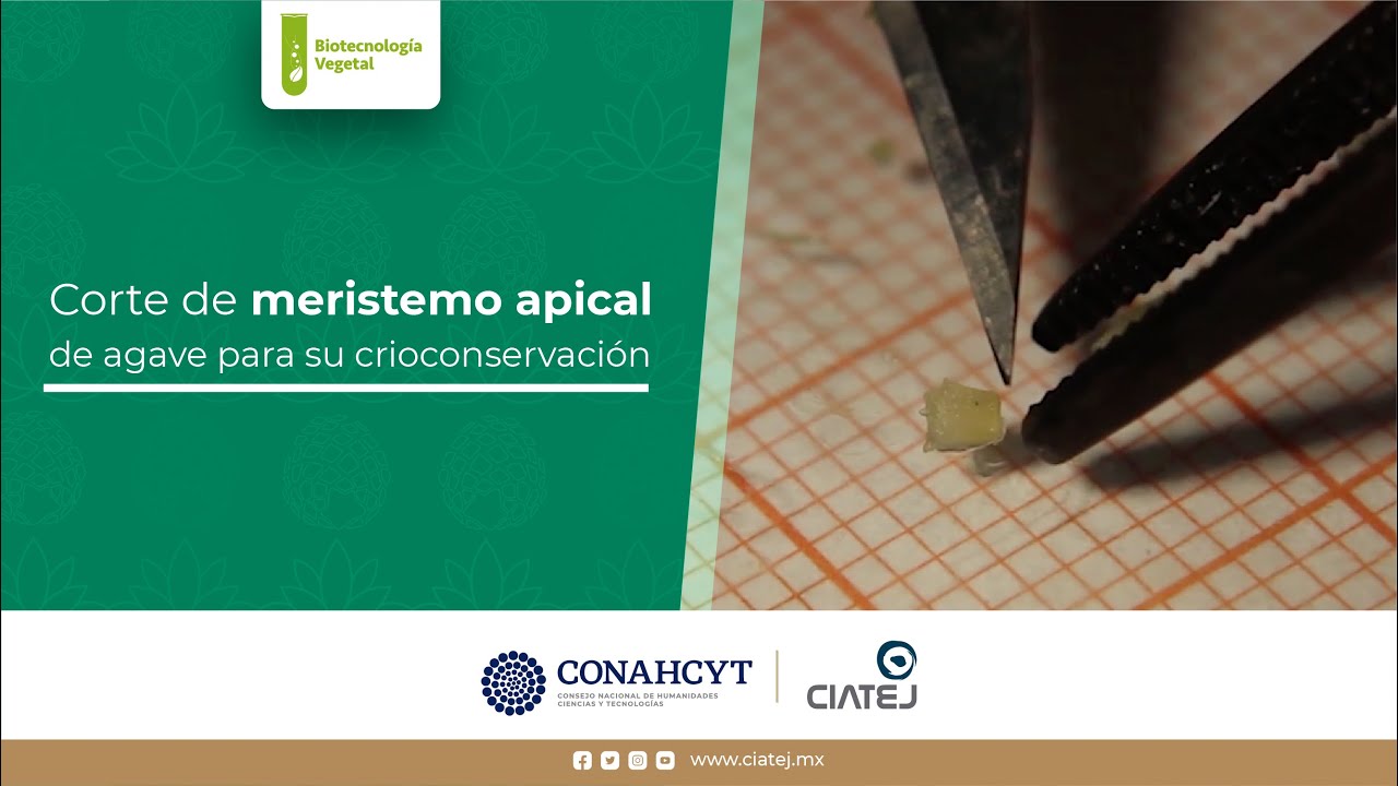 5. Crioconservación de meristemos de Agave - YouTube