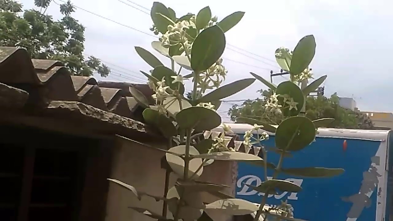 Thella Jilledu Plant At Home - YouTube