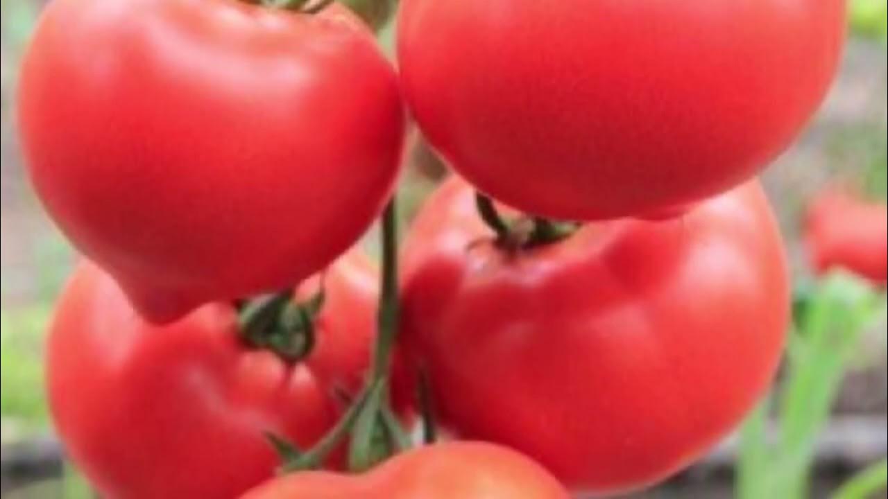 133 Помидора 4. Белфорт f1 Голландия - YouTube