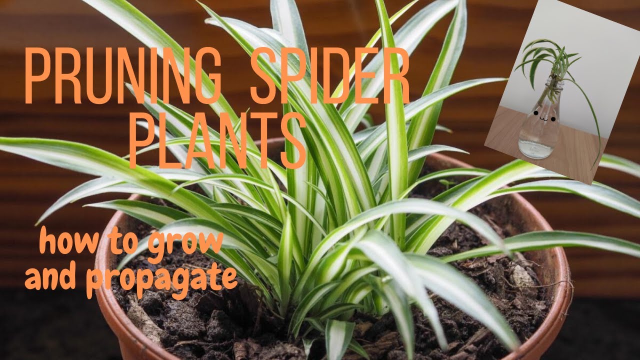 Pruning spider plants|How to grow & Propagate Spider plants in water ...