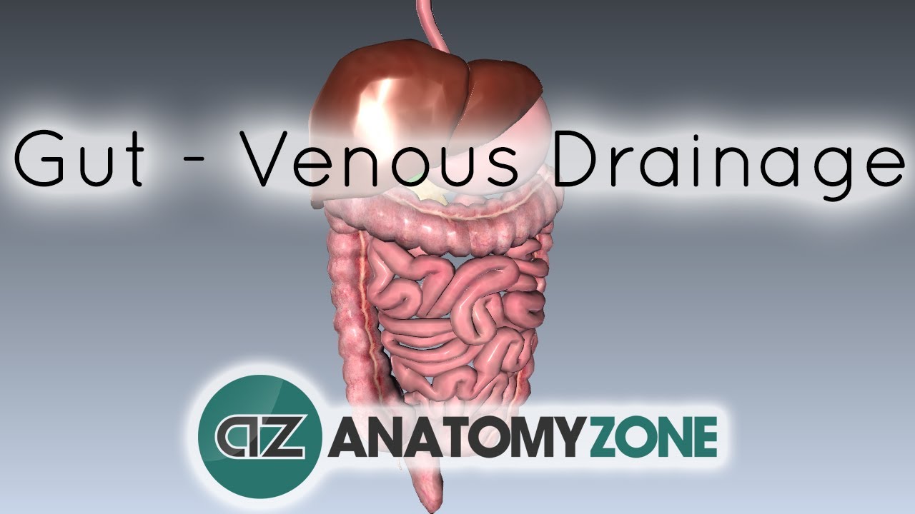 Blood Supply to the Gut (Introduction) - Part 2 (Venous Drainage/Portal ...