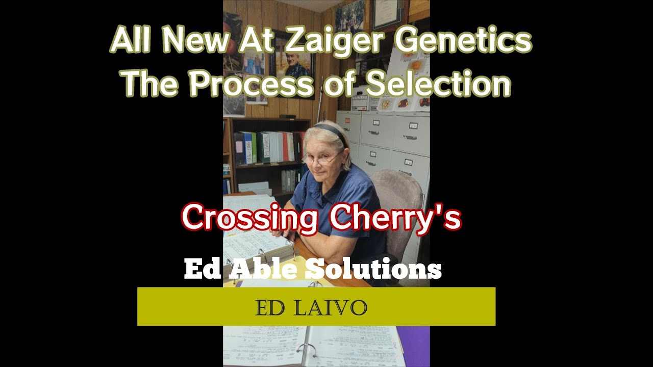 The Process of Selecting and Crossing Cherries, All New At Zaiger ...