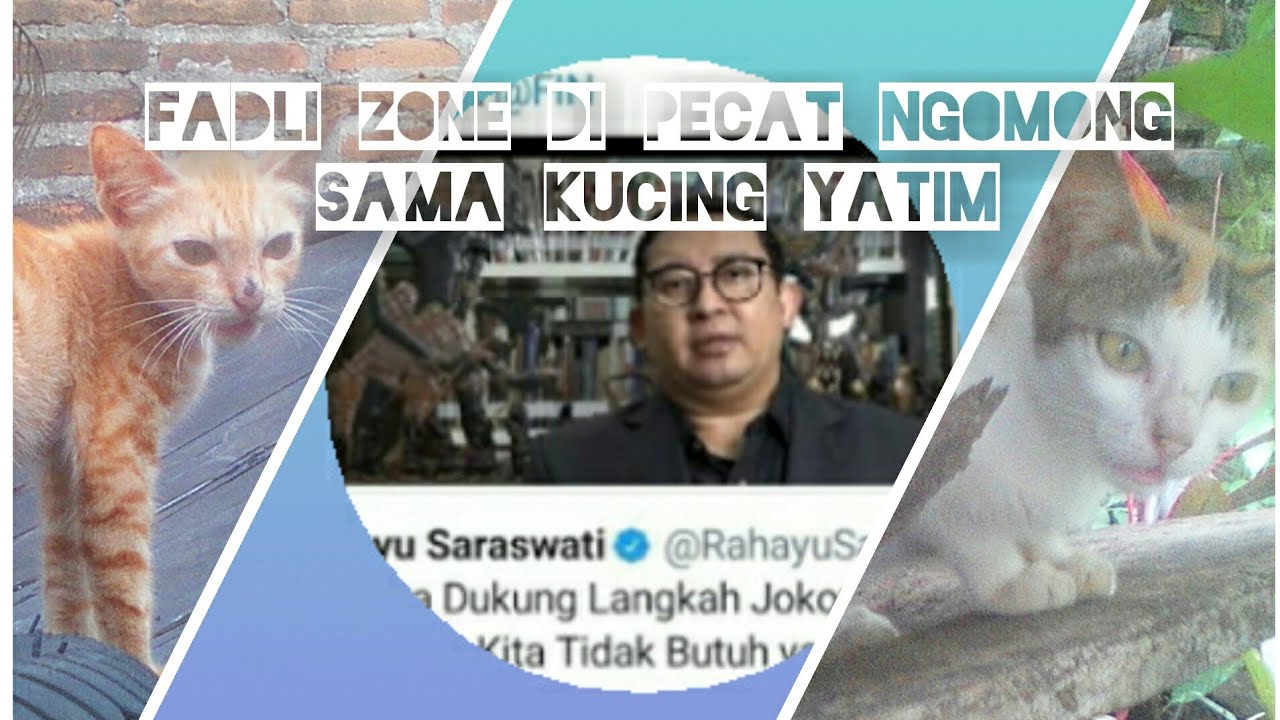 Fadli zon di pecat ngomong sama kucing yatim @sehabuddin6932 - YouTube