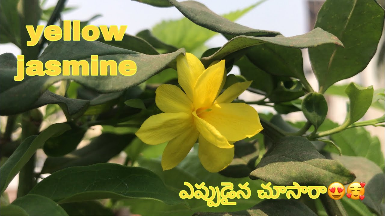 yellow jasmine plant care||పసుపు సన్నజాజి మెుక్క వివరాలు #yellowjasmine ...