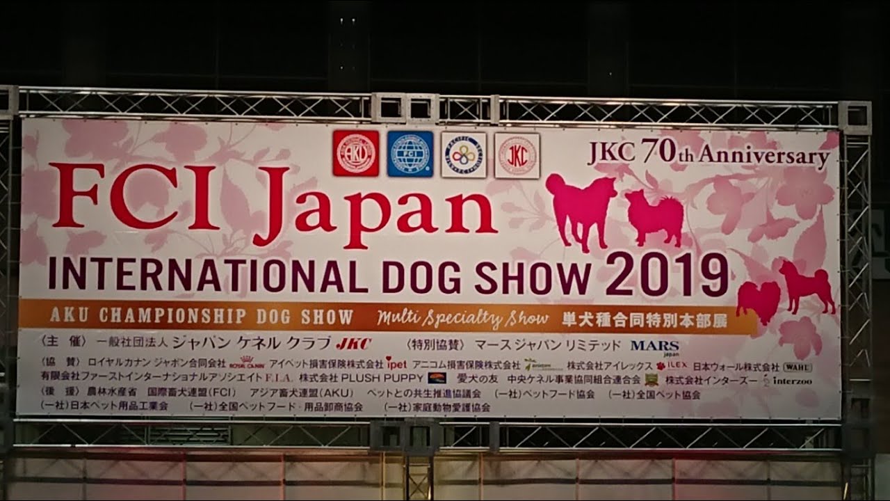 FCIジャパンインターナショナルドッグショー 2019 ノーフォークテリア その① 【FCI Japan International dog ...