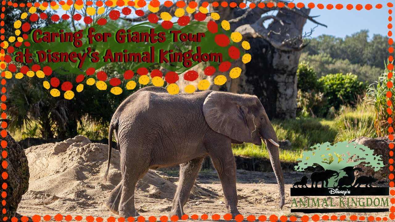 Disney's Animal Kingdom Behind the Scenes Caring for Giants in 3D ...