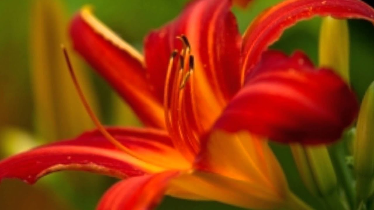 Classical Music Vol. 14 Antonio Vivaldi "Four Seasons" (Spring) HD ...