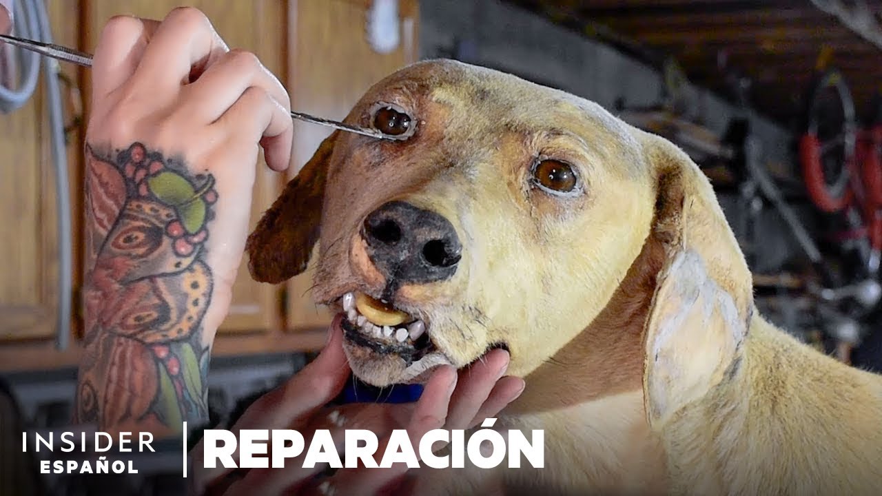 Cómo una taxidermista restaura a una perra embalsamada dañada ...