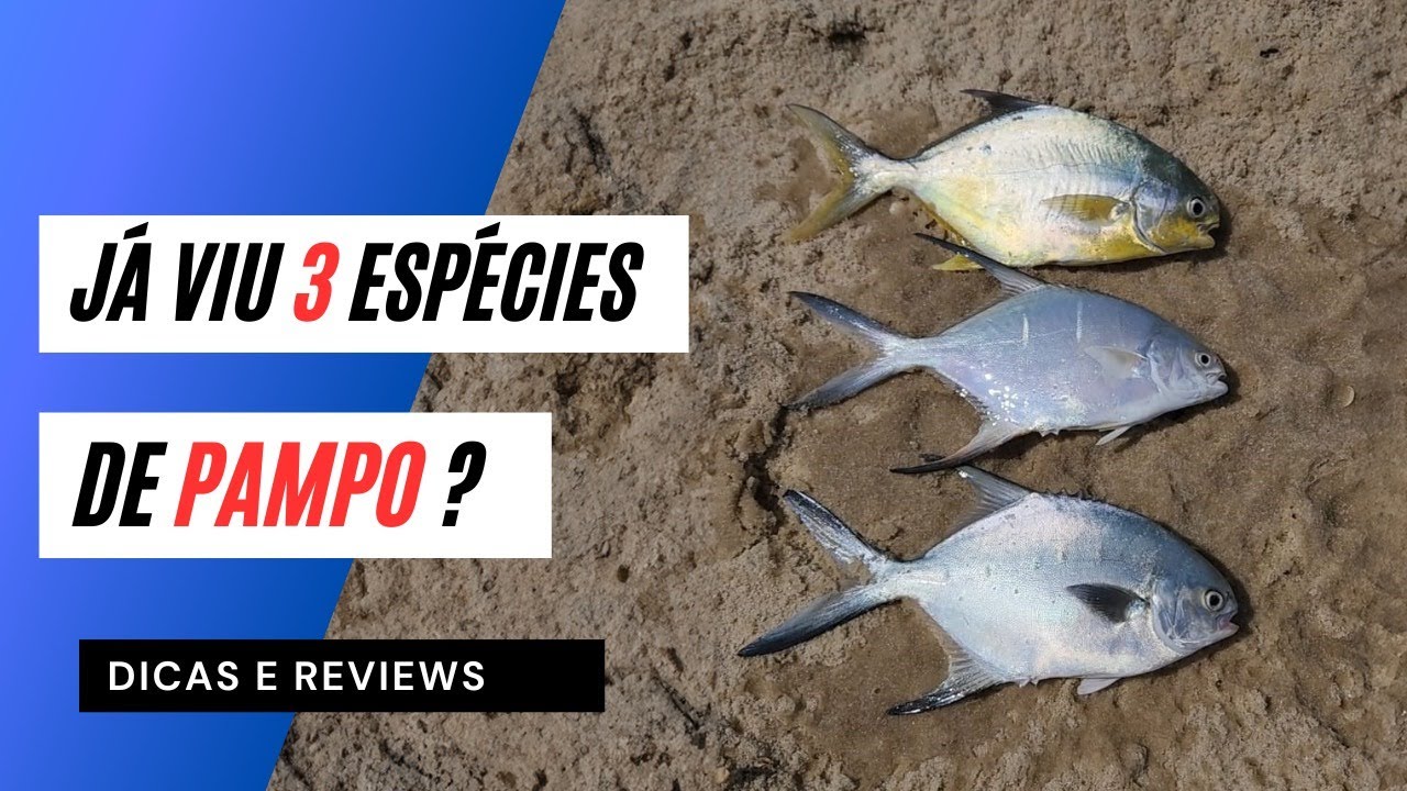 AS ESPÉCIES DE PAMPO - PESCAMOS 3 VOCÊ CONHECE ? #pesca #pescaria # ...